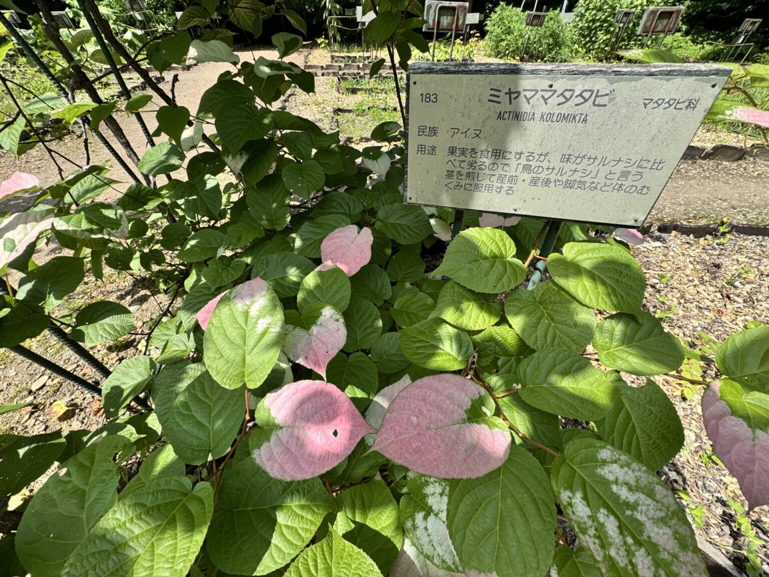 【宿泊記】ドーミーインPREMIUM札幌の朝食ビュッフェ｜HafHでお試し移住ライフ